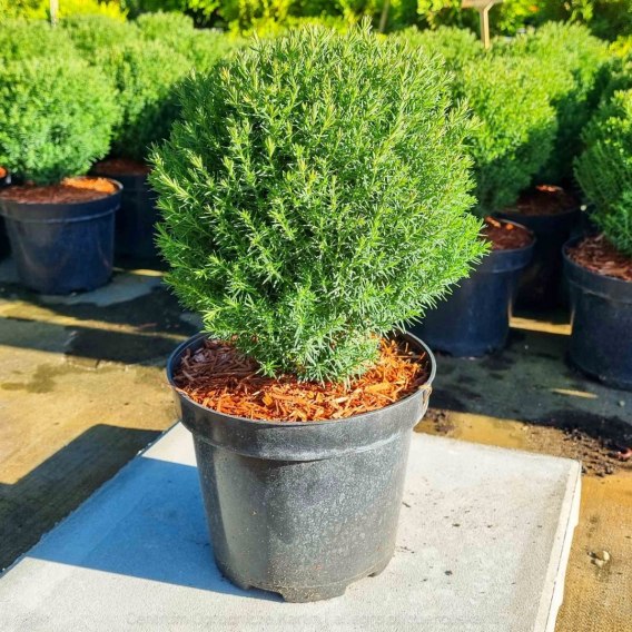 Thuja Tuja 'Teddy' Gęsta Kula REALNE ZDJĘCIA - doogrodu.com.pl